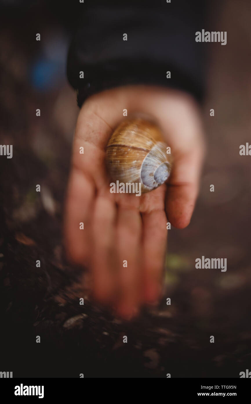 Spiral shell hi-res stock photography and images - Alamy