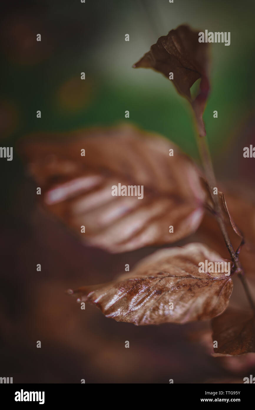 brown leaves close up Stock Photo - Alamy