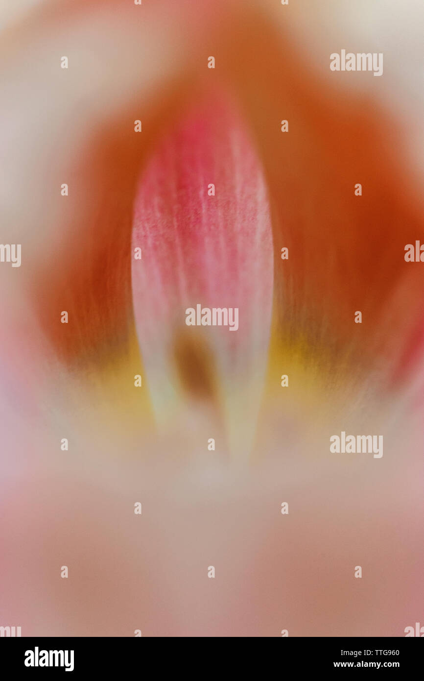 Tulip texture hi-res stock photography and images - Alamy