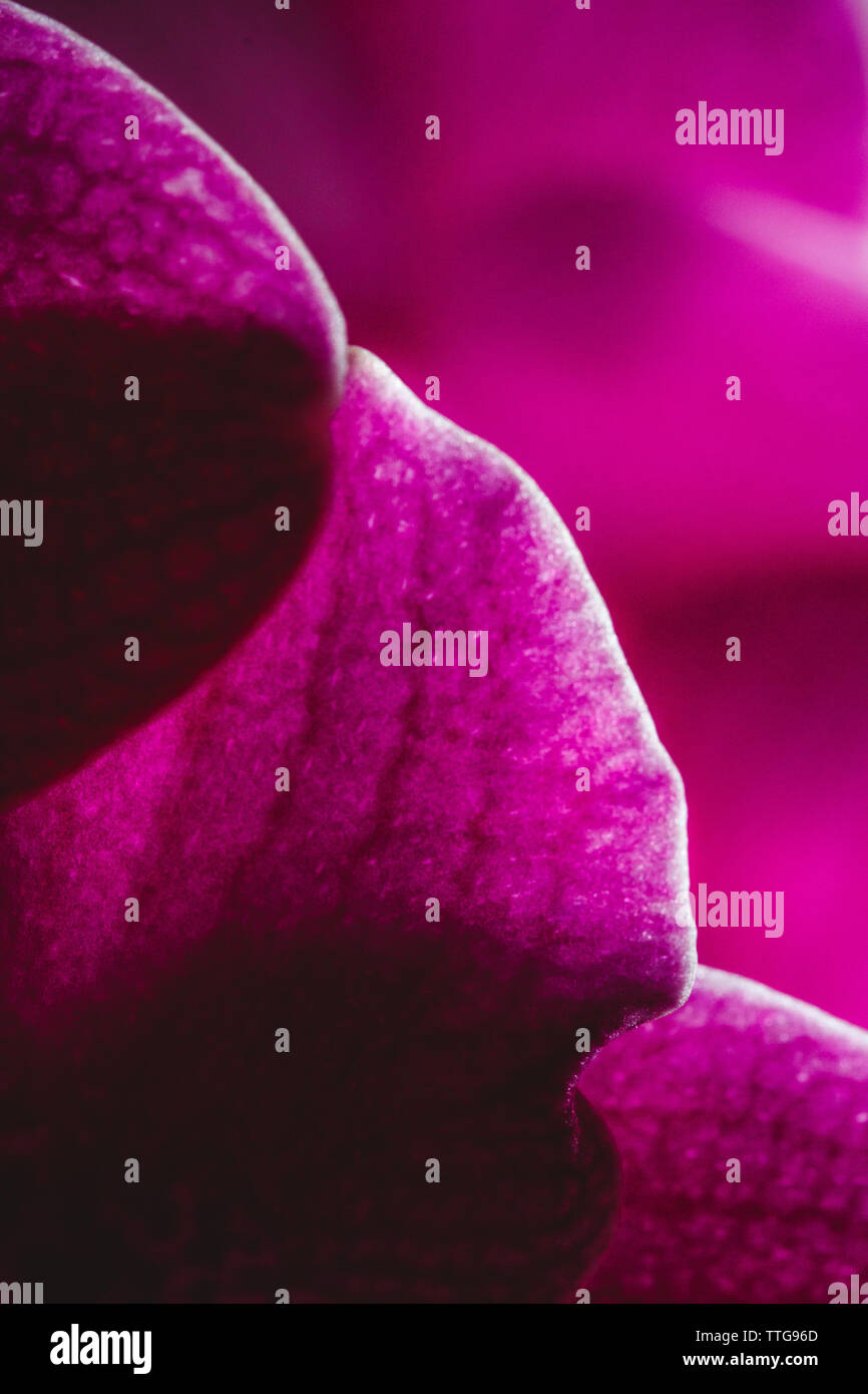 Orchid petal texture close up detail hi-res stock photography and ...