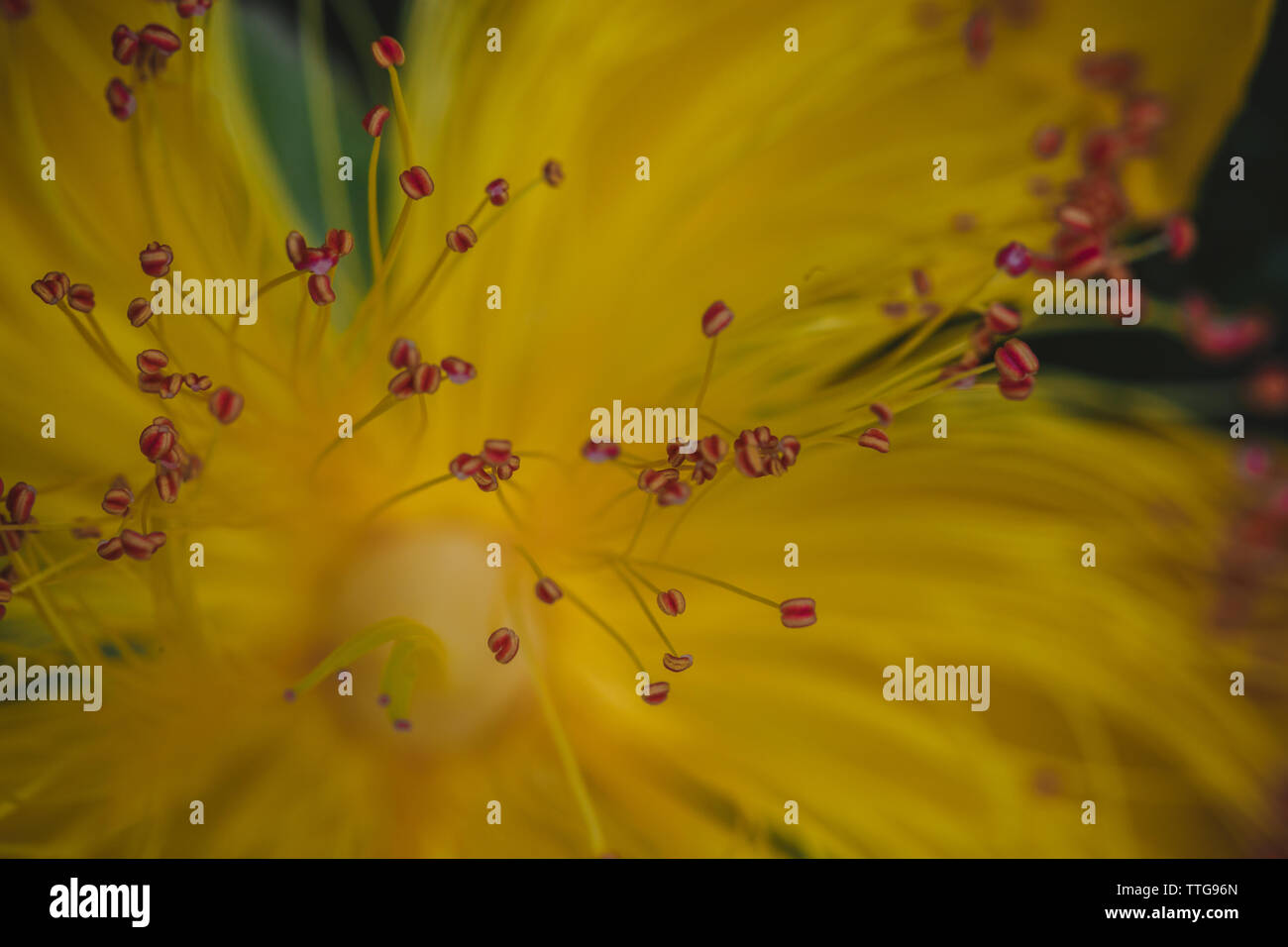 Sharp stamen hi-res stock photography and images - Alamy