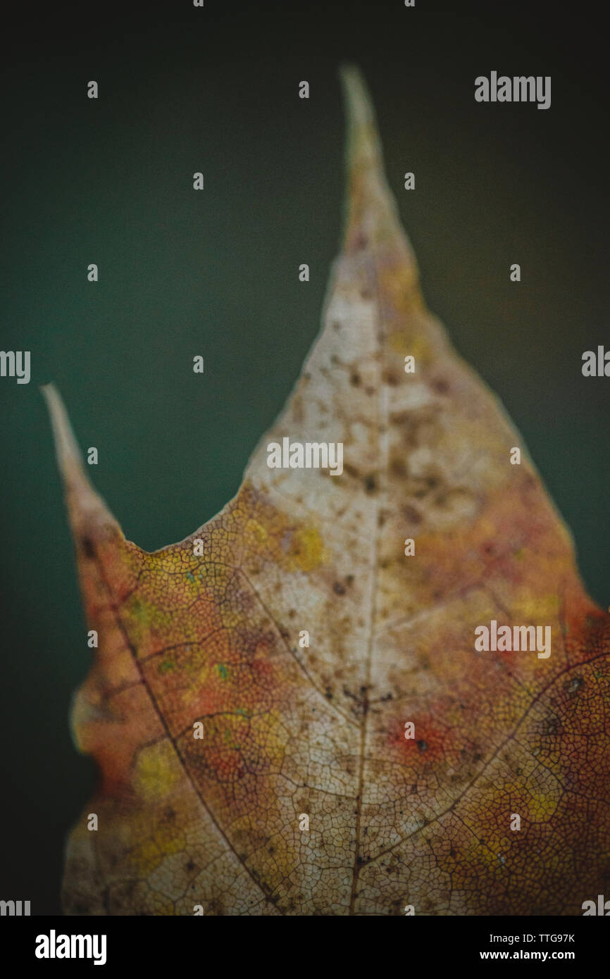 Crisp leaf hi-res stock photography and images - Alamy