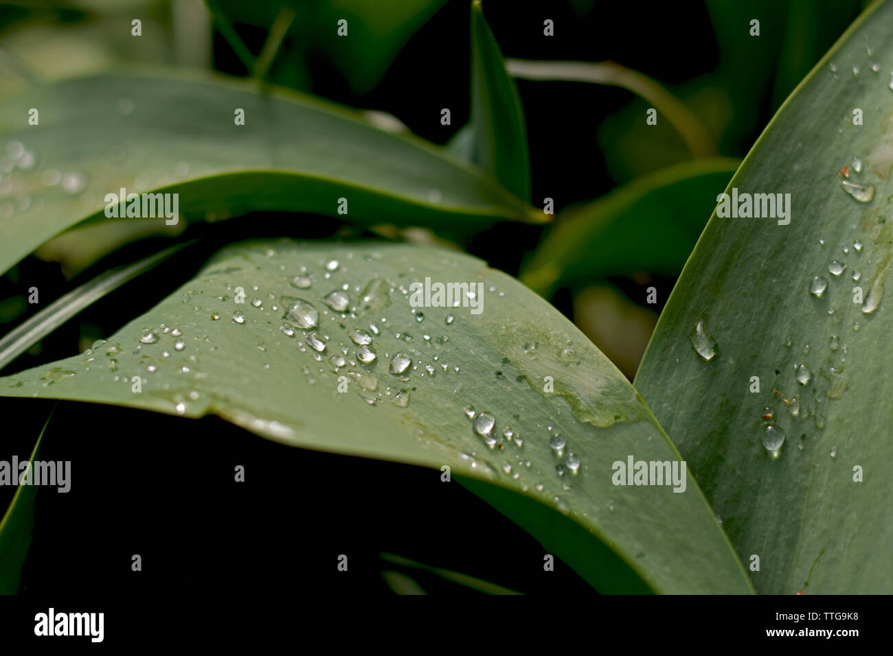 Powerflower hi-res stock photography and images - Alamy