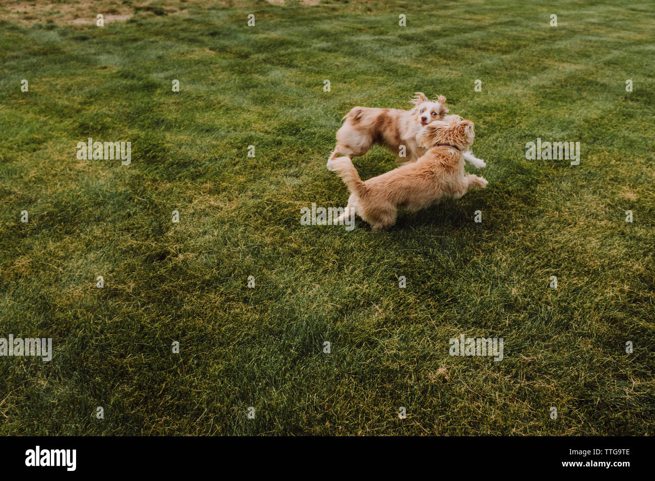Two little dogs playing together outside Stock Photo - Alamy