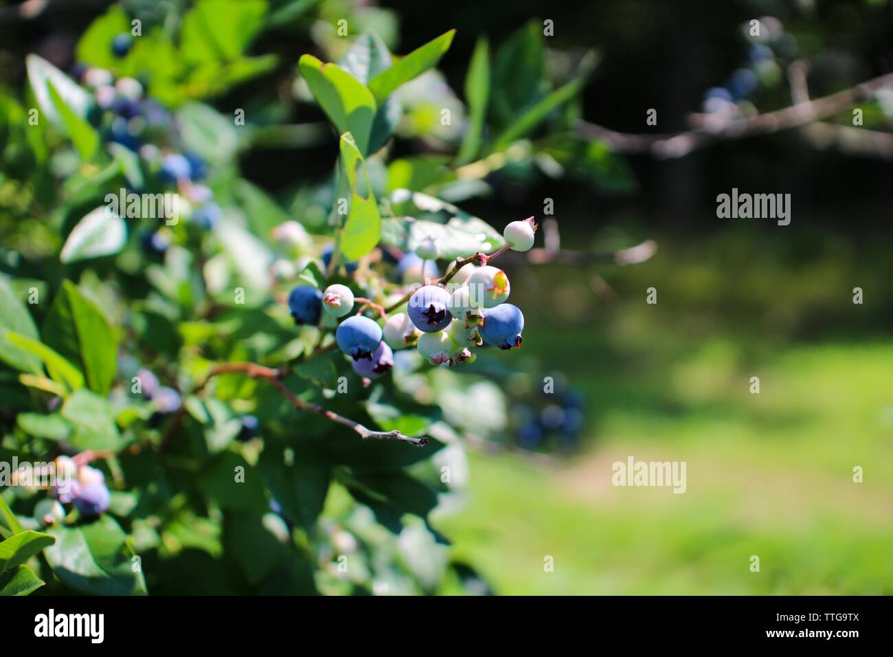 Wild Maine Blueberries on the bush Stock Photo - Alamy