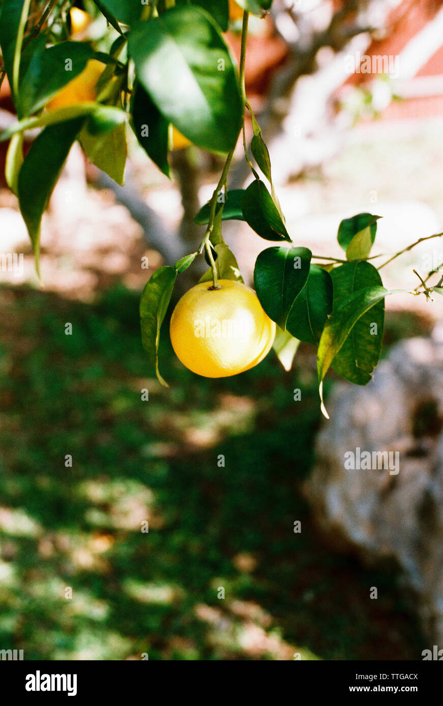 Paradise fruits hi-res stock photography and images - Alamy