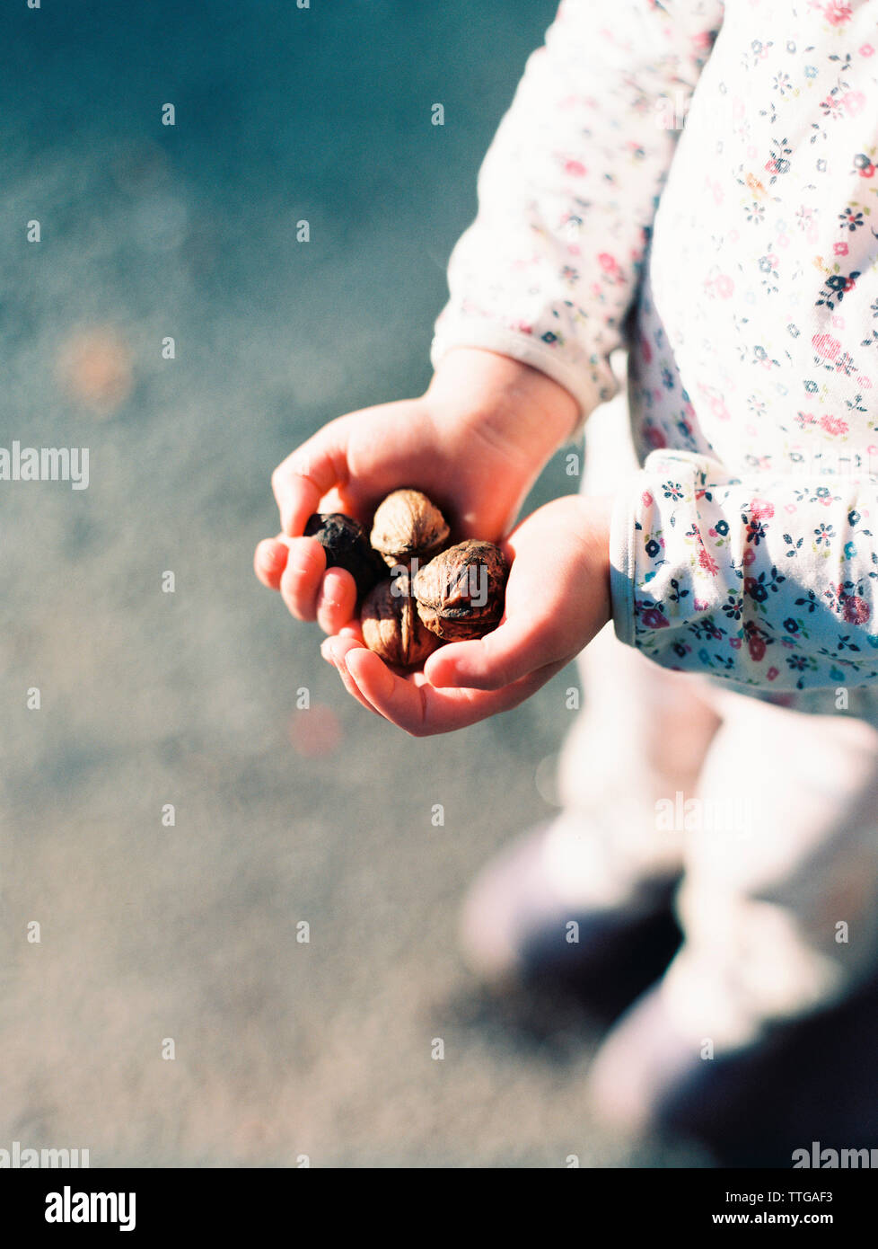 Walnuts in hands hi-res stock photography and images - Alamy