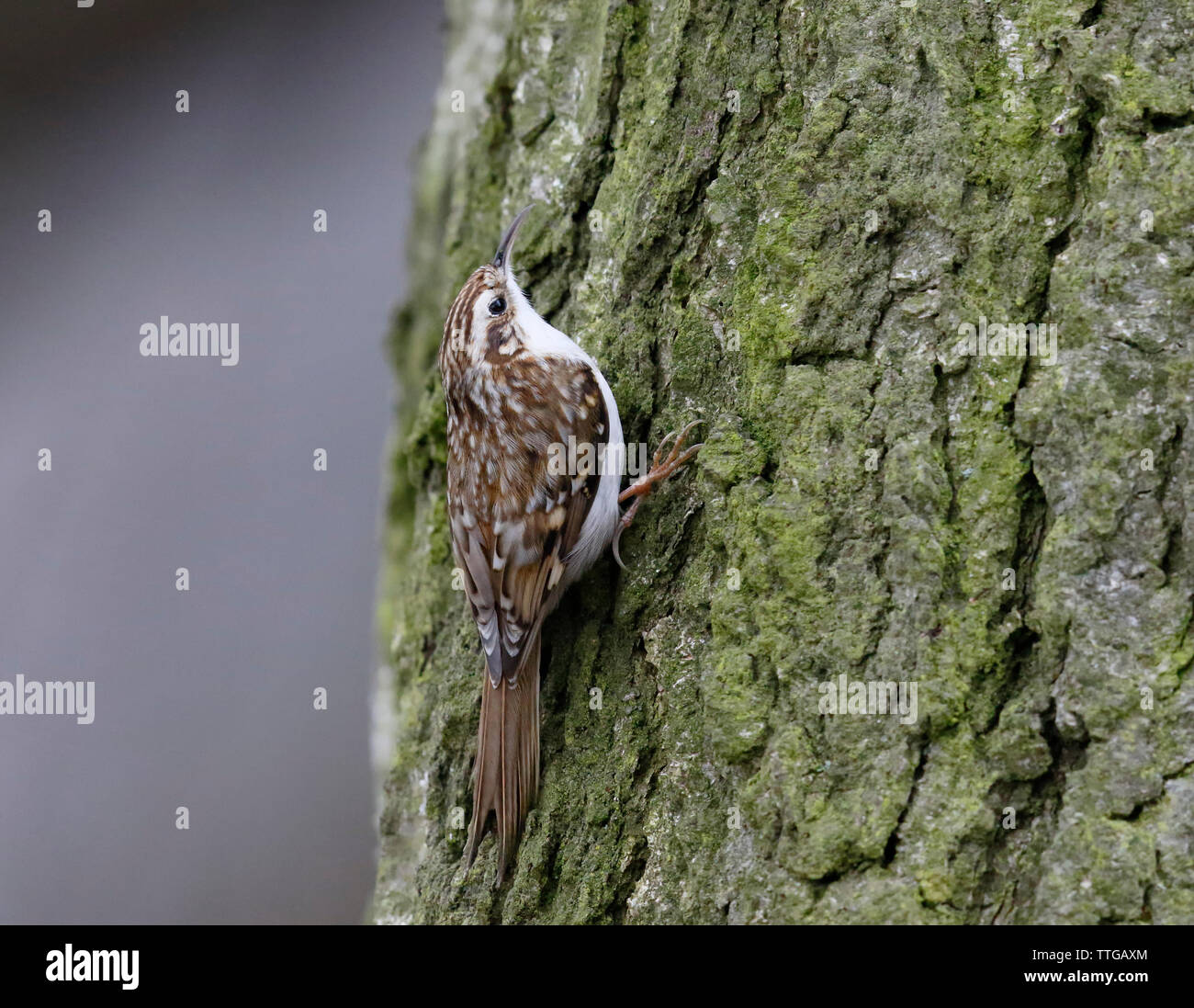 Brown creeper nest hi-res stock photography and images - Alamy