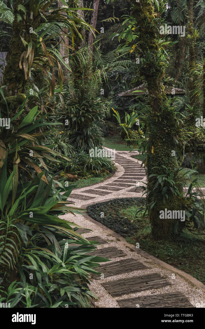 View of the alley in the tropical park Stock Photo - Alamy