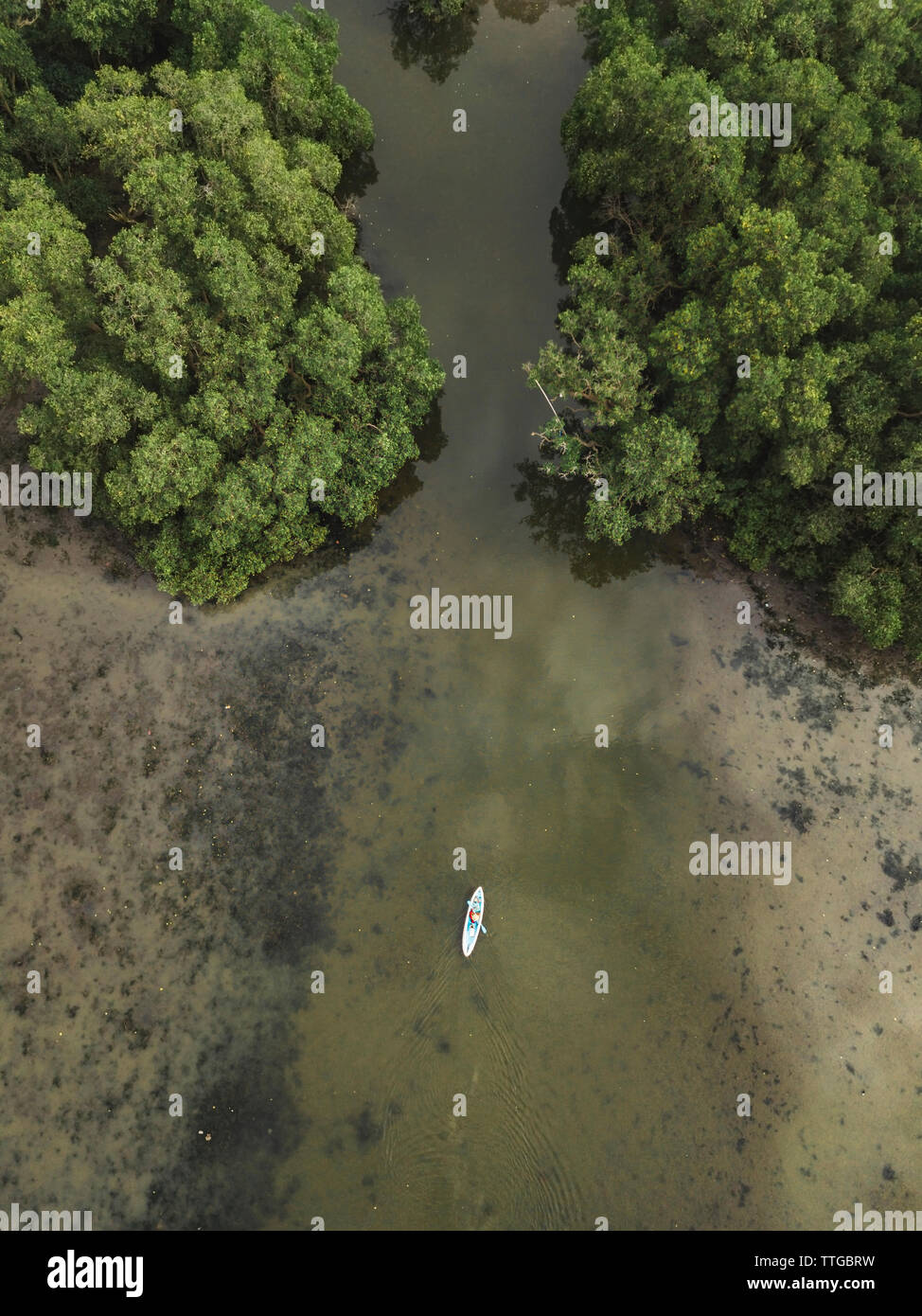 Man kayaking in mangrove forest Stock Photo - Alamy