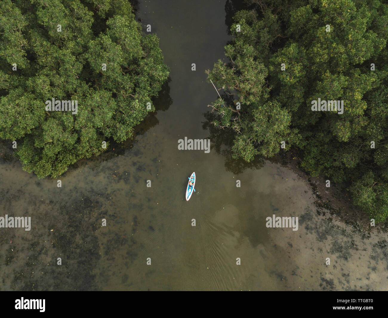 Man kayaking in mangrove forest Stock Photo - Alamy