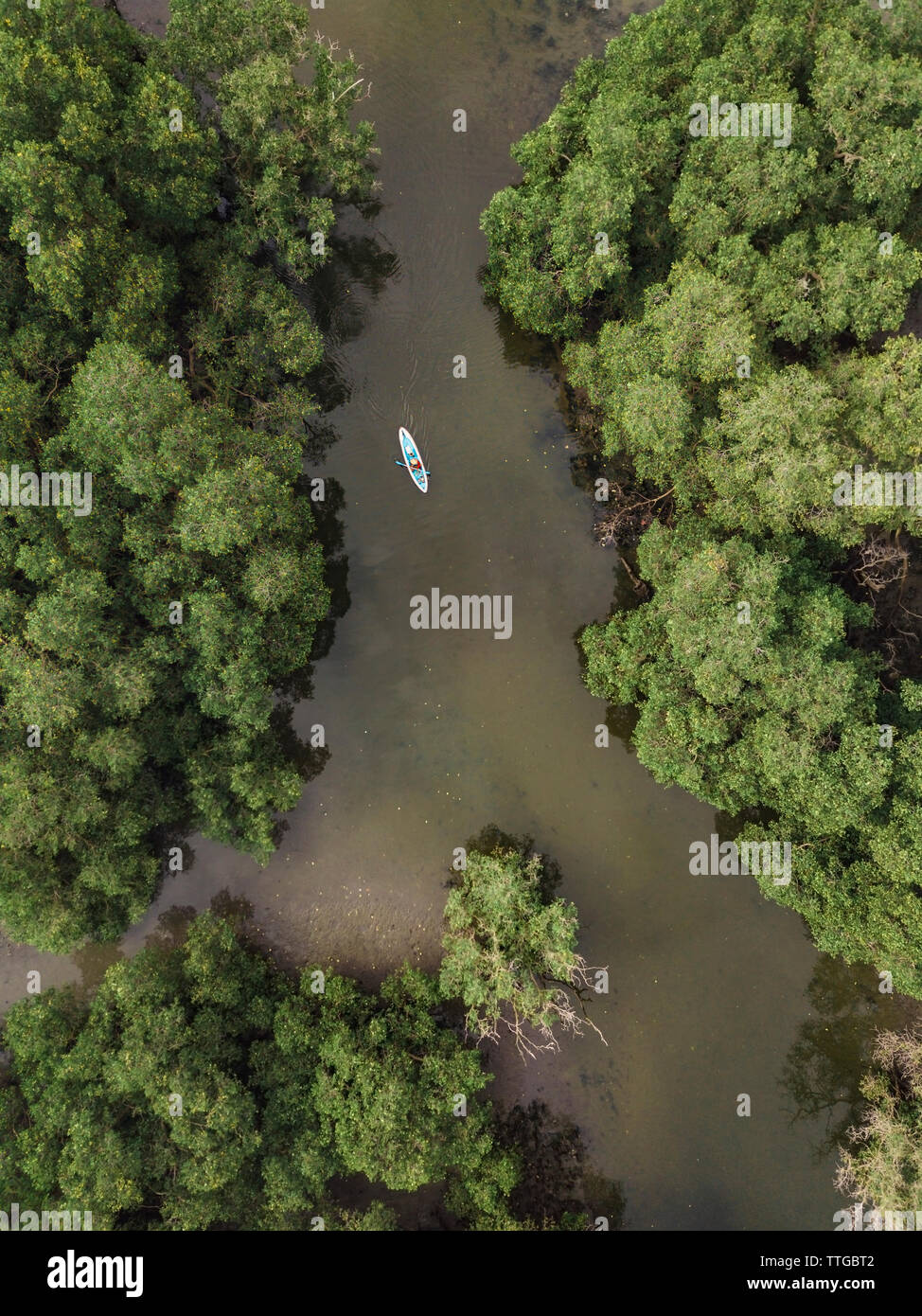 Man kayaking in mangrove forest Stock Photo - Alamy