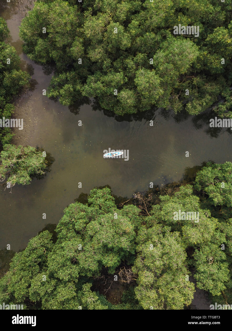 Man kayaking in mangrove forest Stock Photo - Alamy