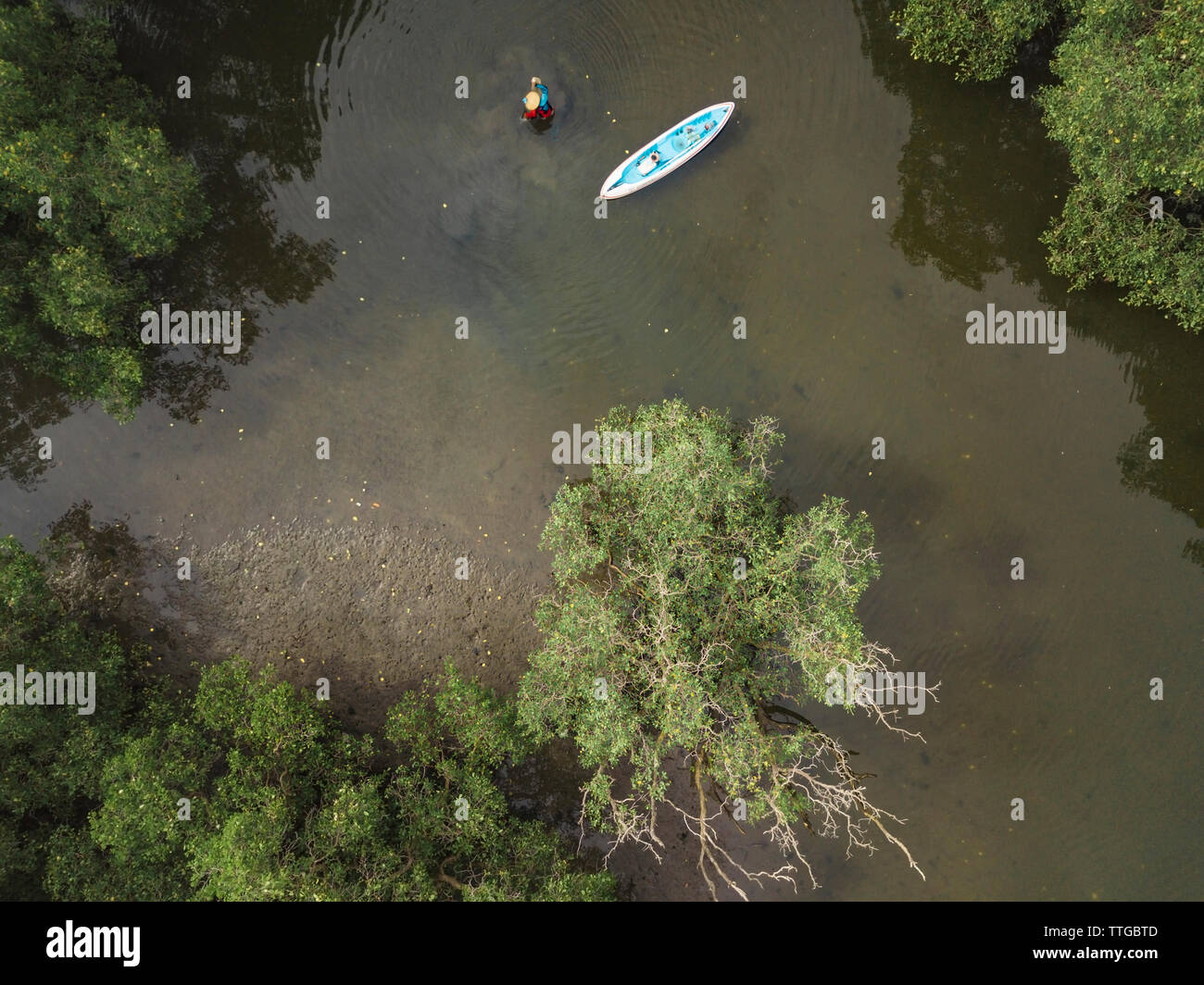 Man kayaking in mangrove forest Stock Photo - Alamy