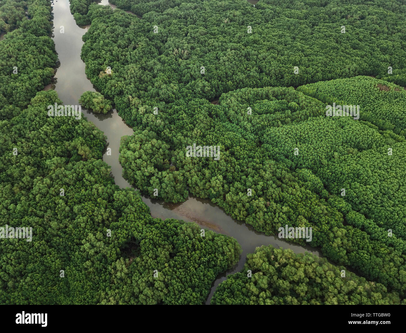 Aerial view of the mangrove forest Stock Photo - Alamy