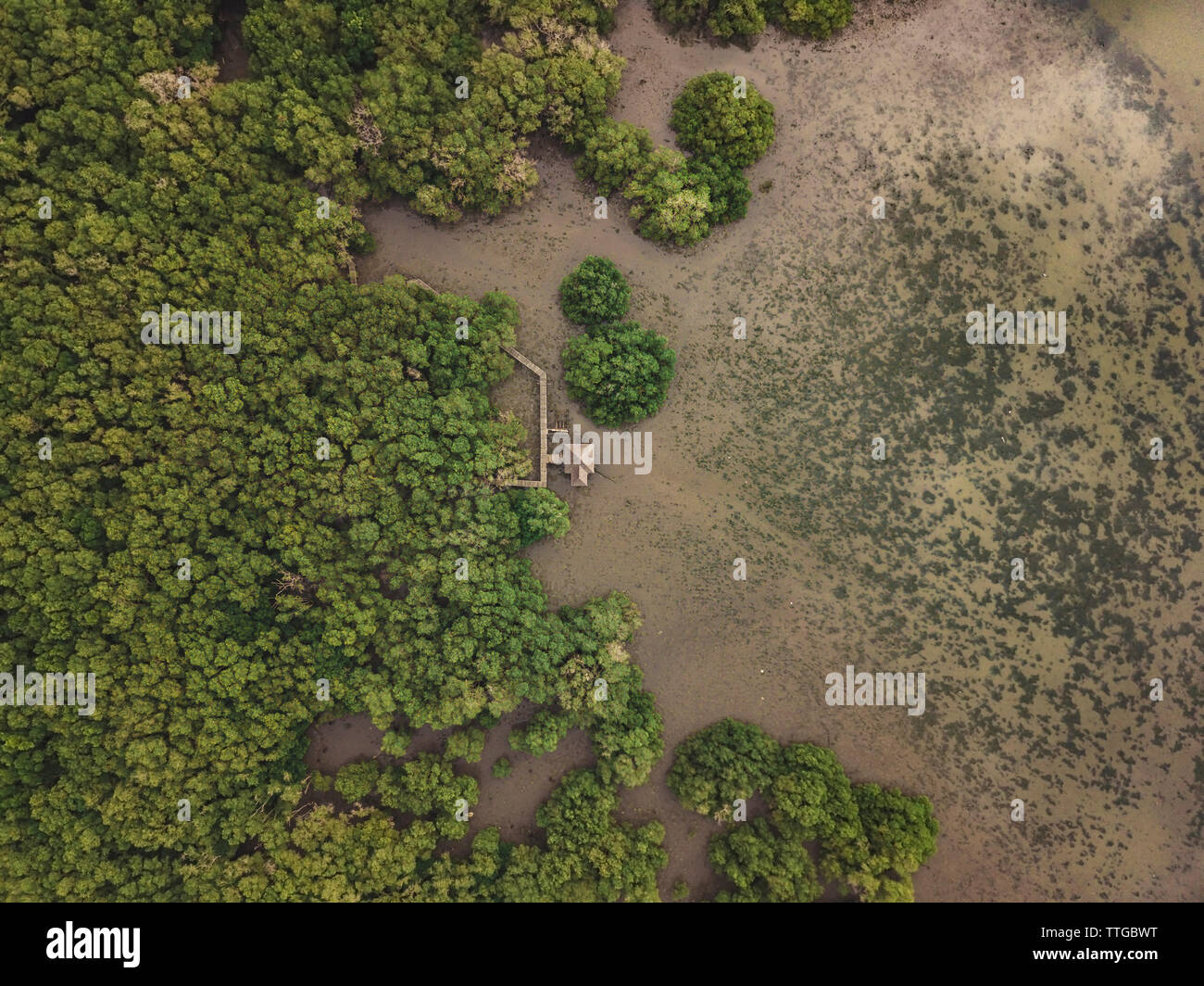 Aerial view of the mangrove forest Stock Photo - Alamy