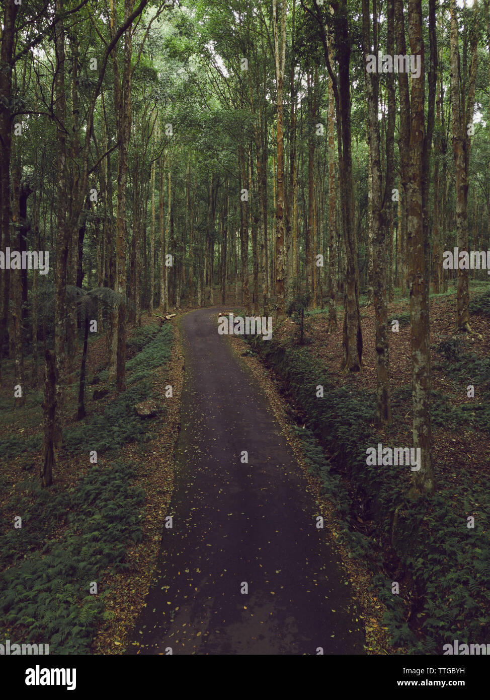 Forest path trees hi-res stock photography and images - Alamy