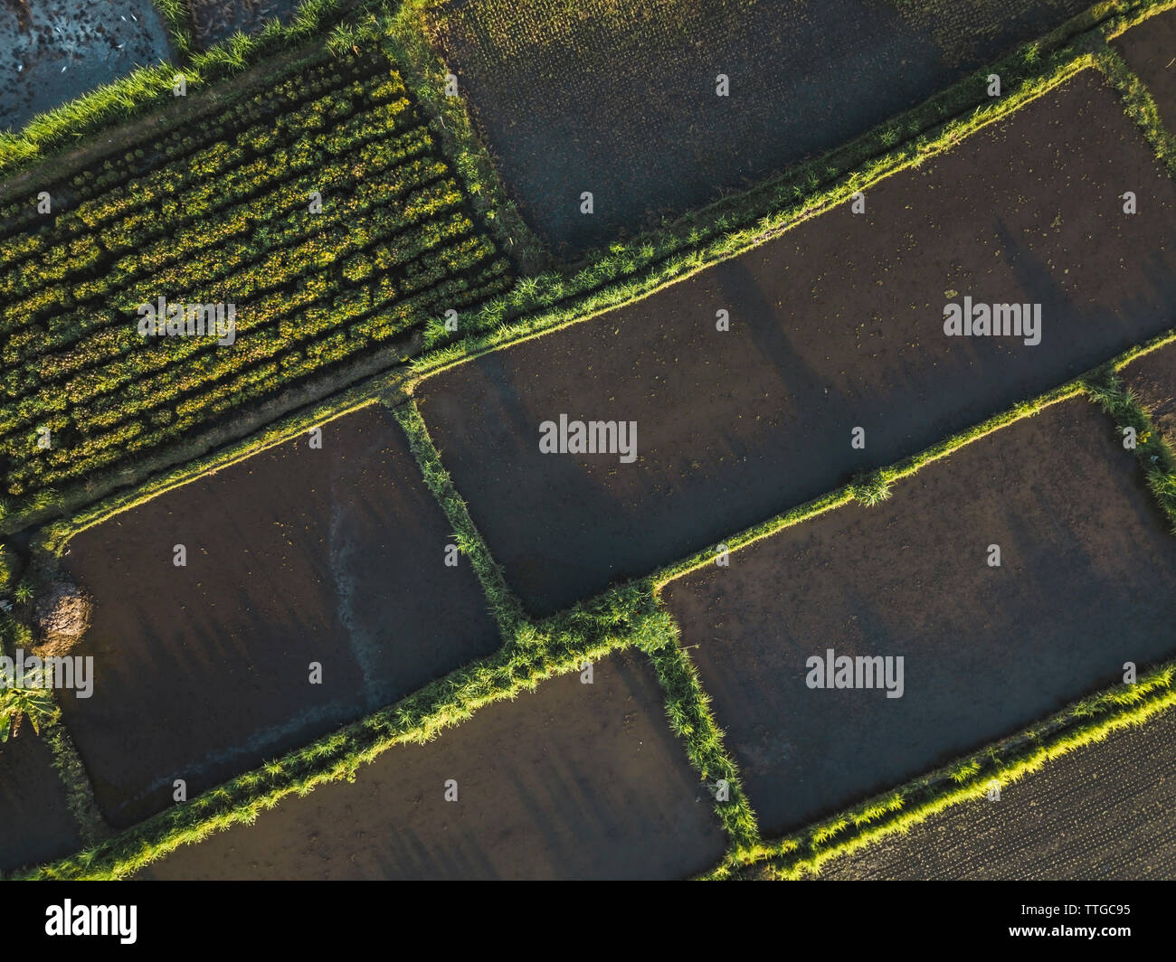 Aerial view of the rice fields Stock Photo - Alamy