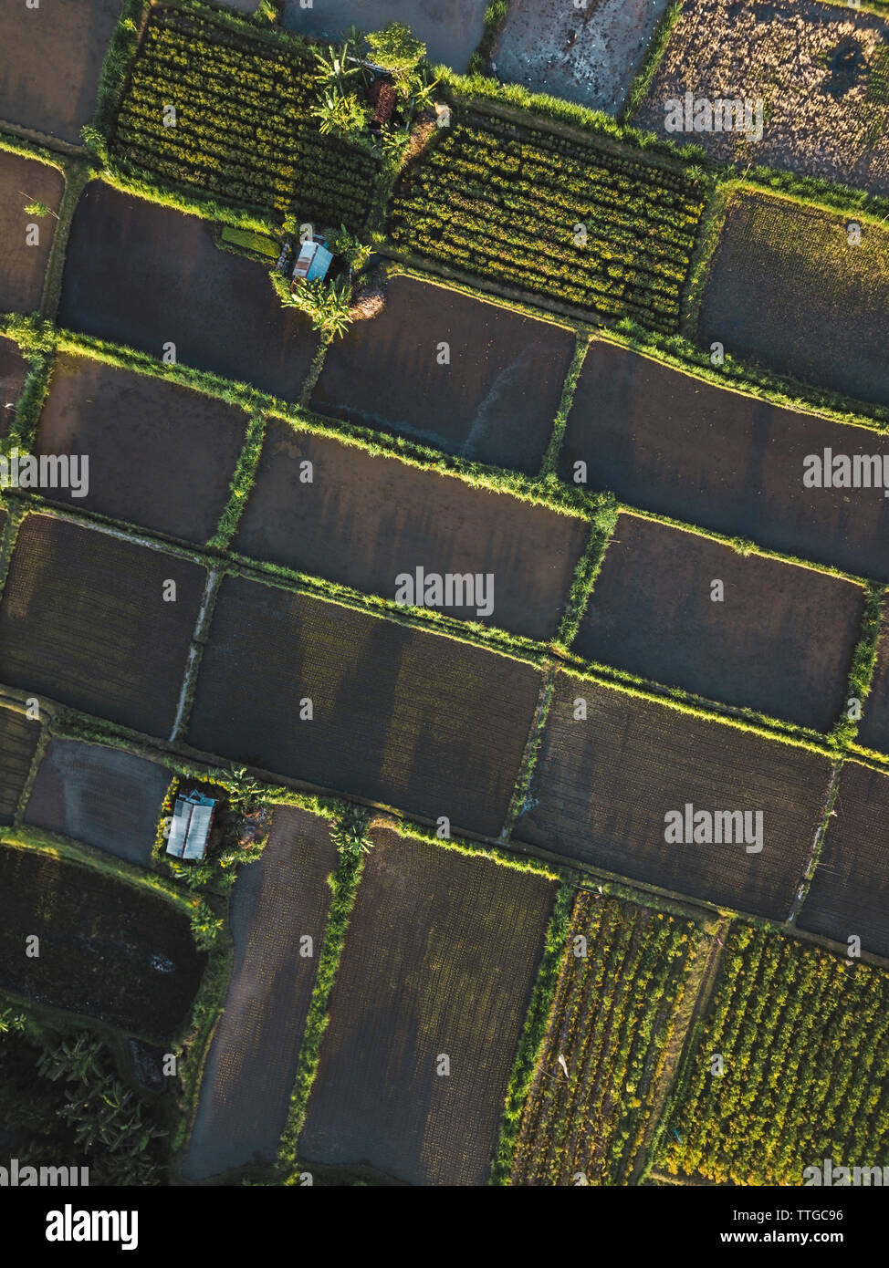 Aerial view of the rice fields Stock Photo - Alamy