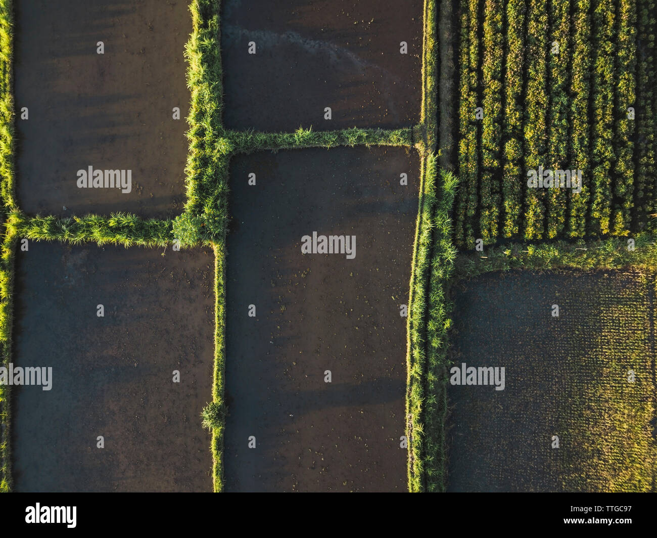Aerial view of the rice fields Stock Photo - Alamy