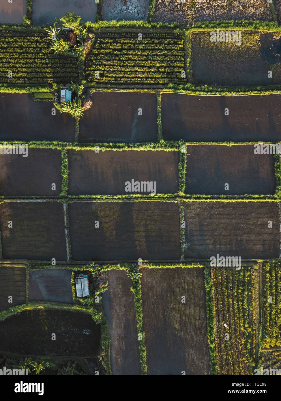 Aerial view of the rice fields Stock Photo - Alamy