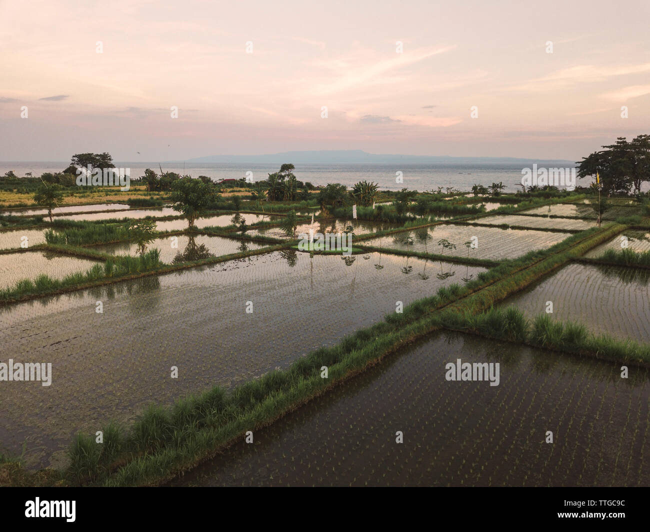 Aerial view of rice fields Stock Photo - Alamy