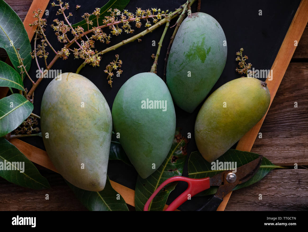 Mango harvest close up hi-res stock photography and images - Alamy