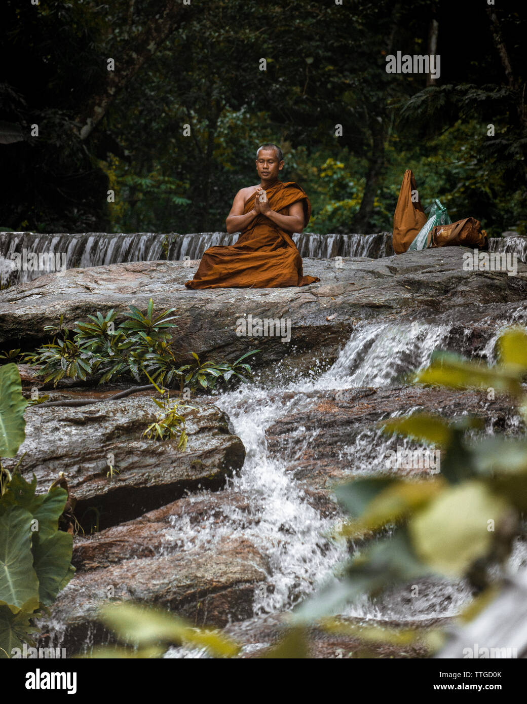 Monk plants hi-res stock photography and images - Alamy