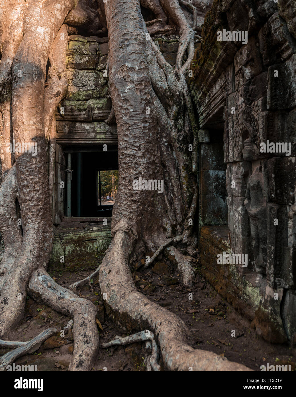 Temple roots hi-res stock photography and images - Alamy