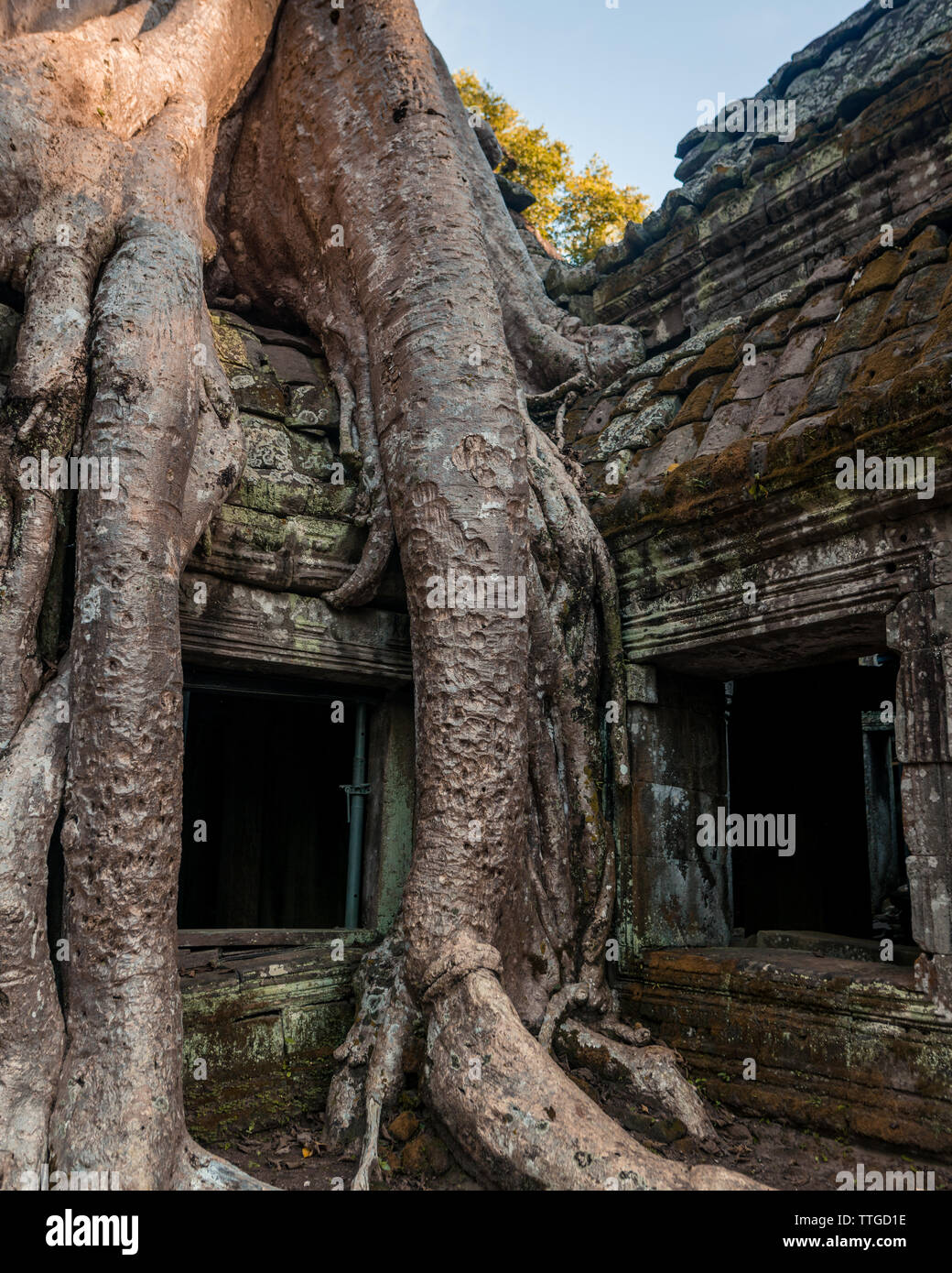 Temple roots hi-res stock photography and images - Alamy