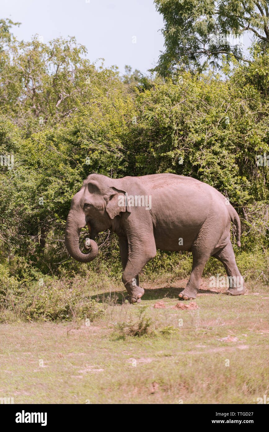 Elephant Smiling in Yala National Park, Sri Lanka Stock Photo - Alamy