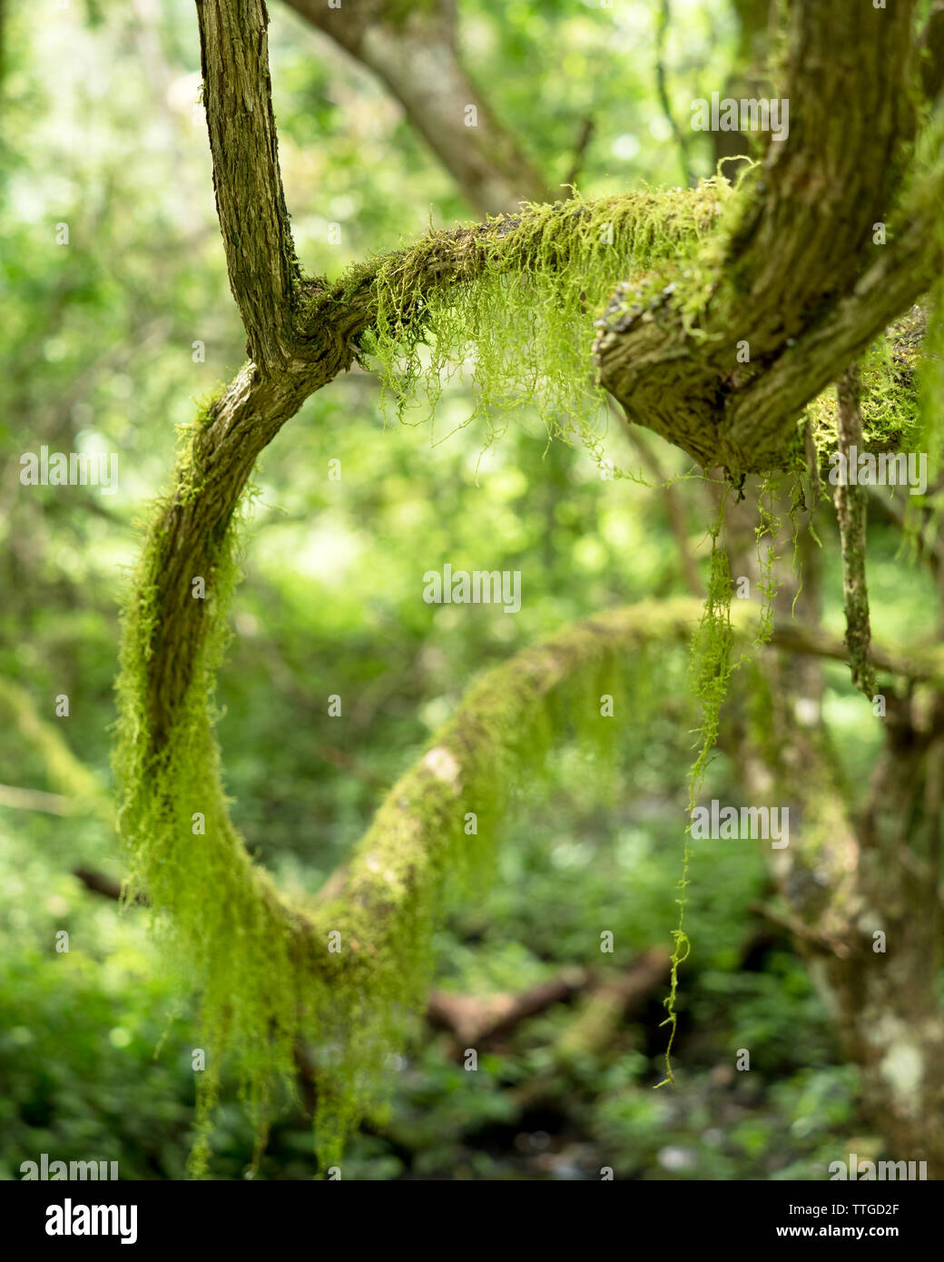 Moss on Tree Stock Photo - Alamy