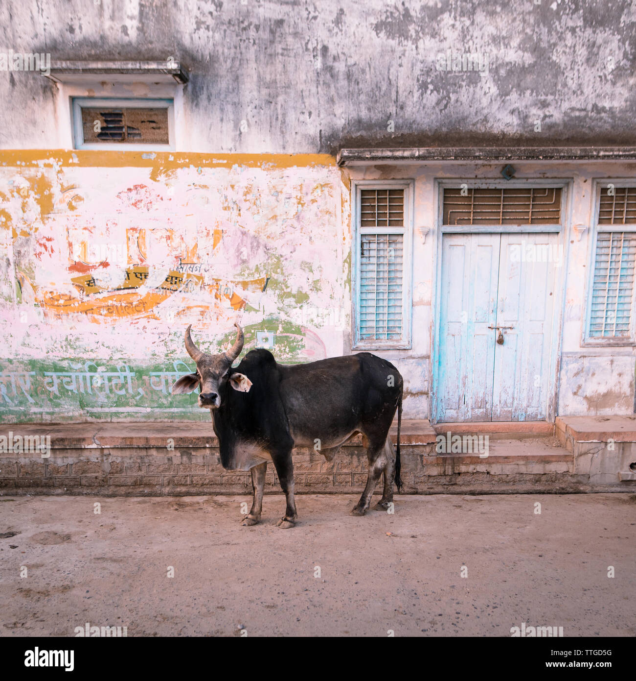 Angry bull india hi-res stock photography and images - Alamy