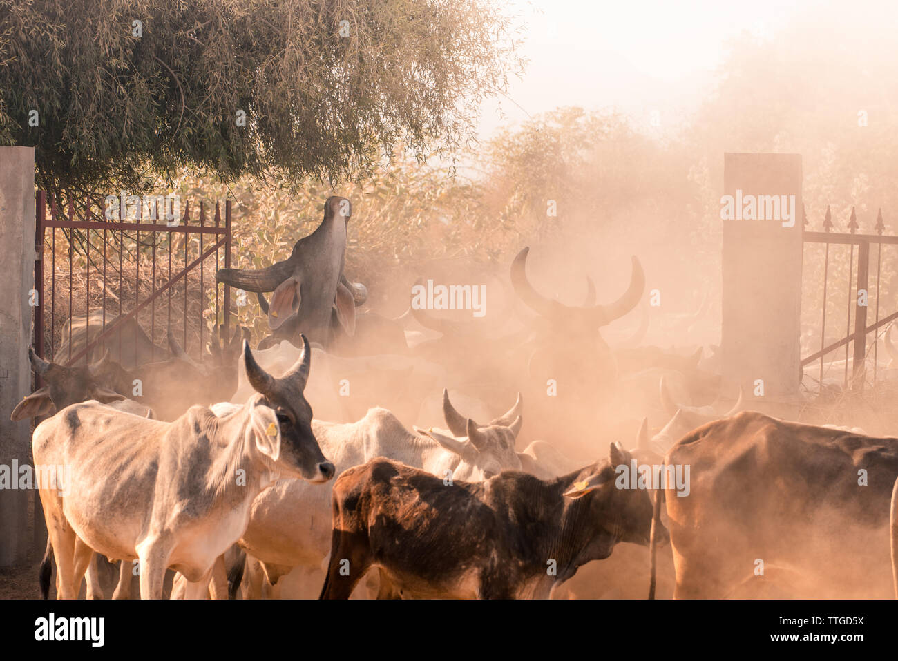 Bull dust hi-res stock photography and images - Alamy