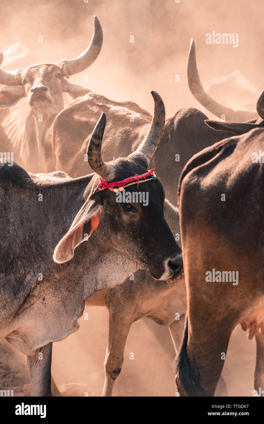 Special cow hi-res stock photography and images - Alamy