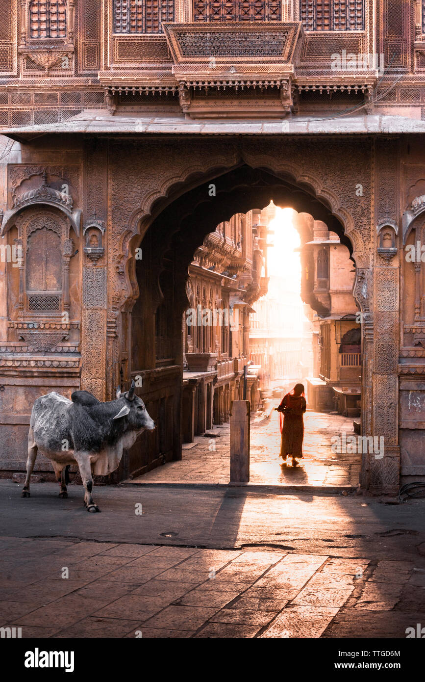 Animal standoff hi-res stock photography and images - Alamy