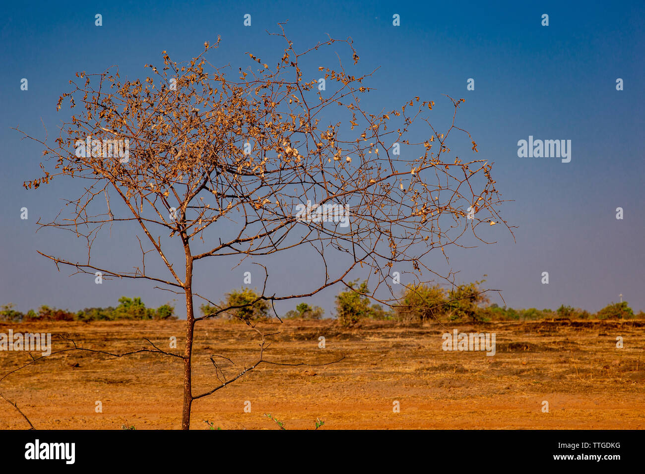Barren Land - Barren tree - Be Like a tree and let the dead leaves drop ...