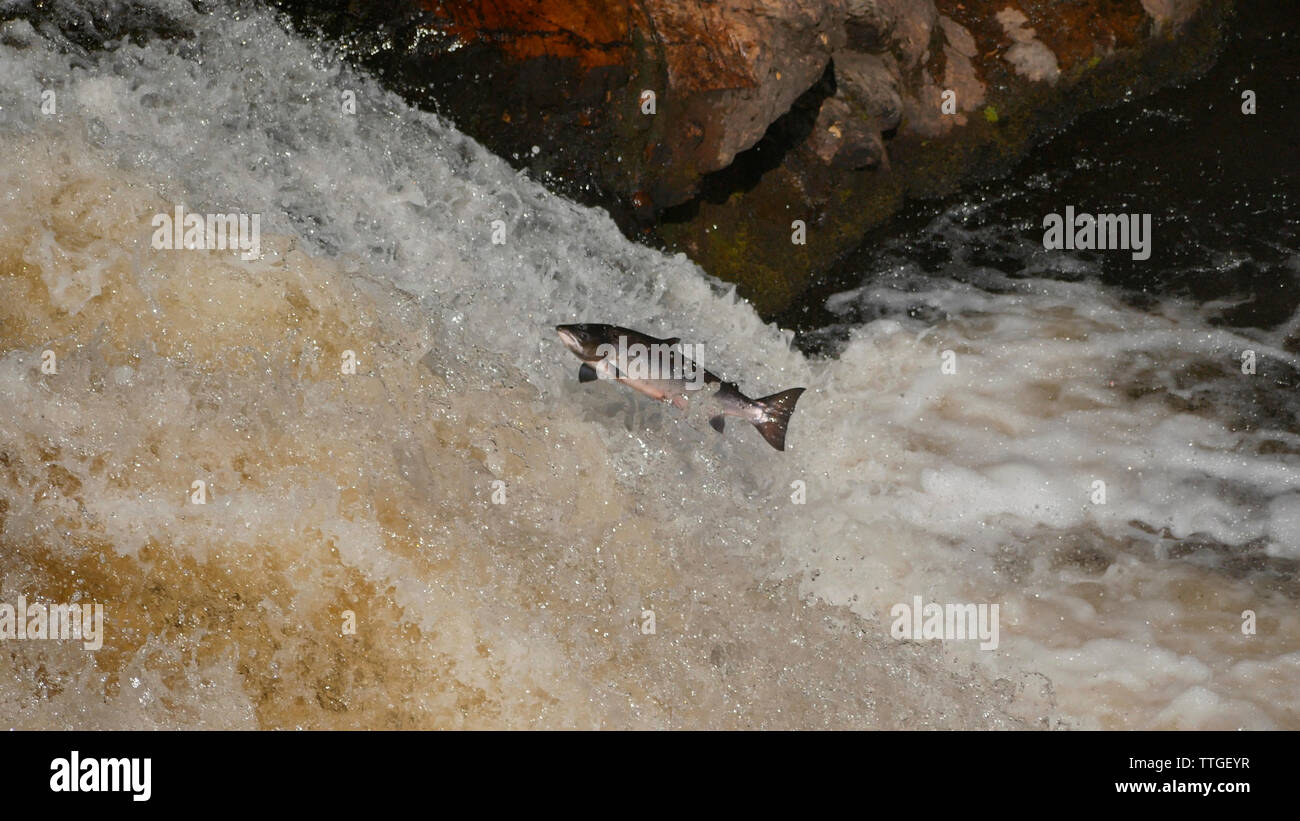 Atlantic salmon ( Salmo salar ) leaping up the River Shin Stock Photo ...