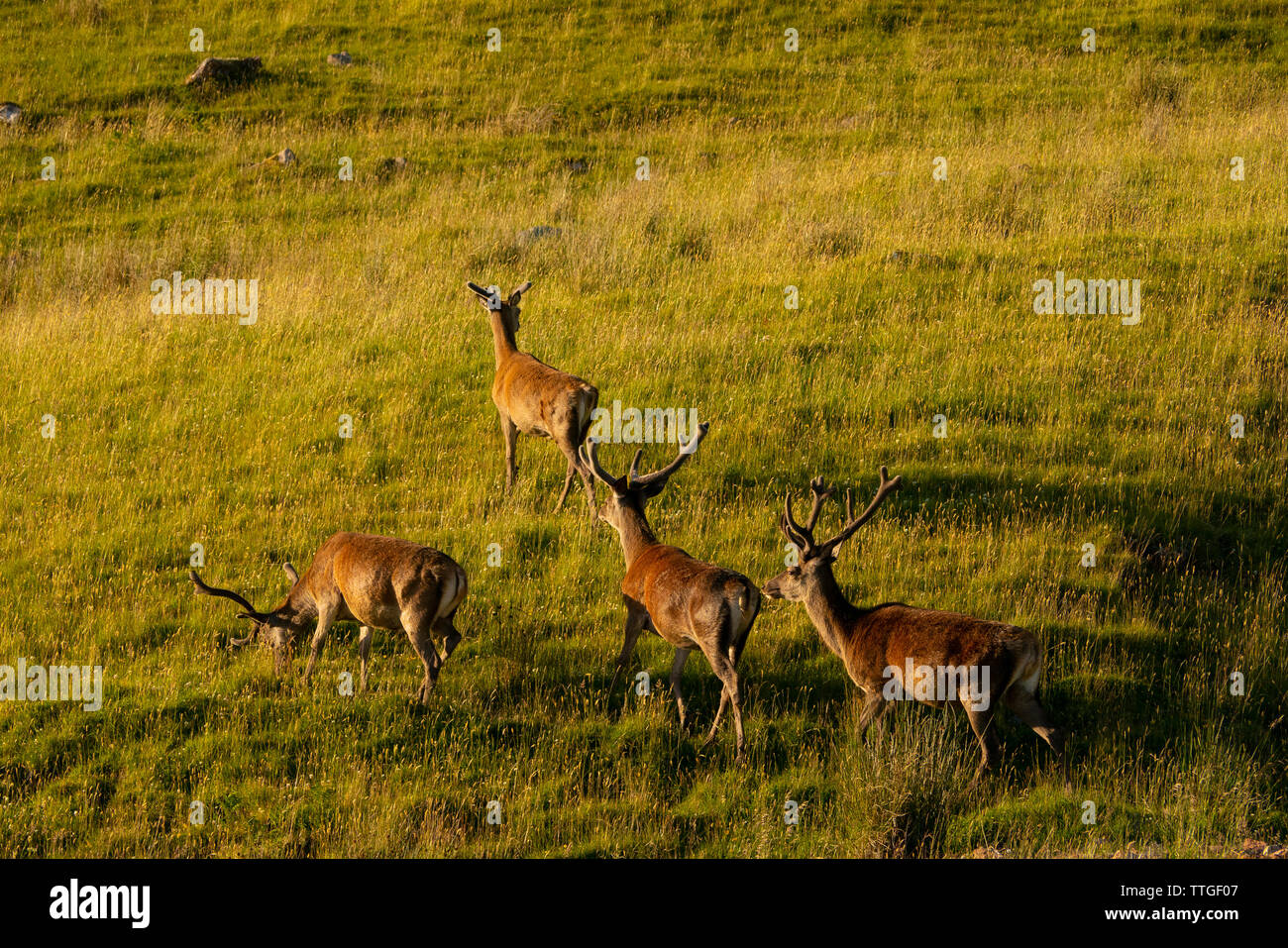 Stag hunting uk hi-res stock photography and images - Alamy