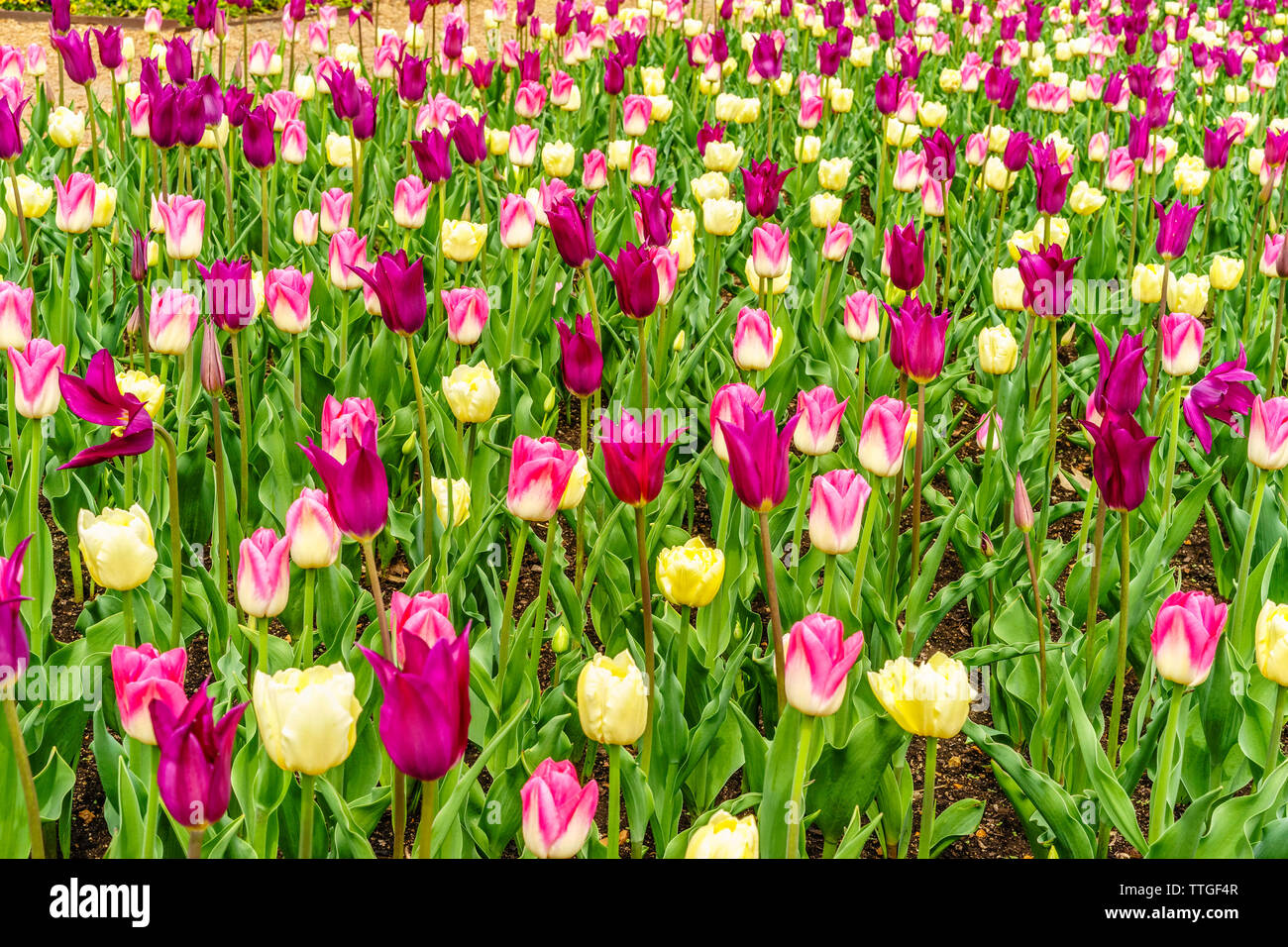 Illinois spring garden hi-res stock photography and images - Alamy