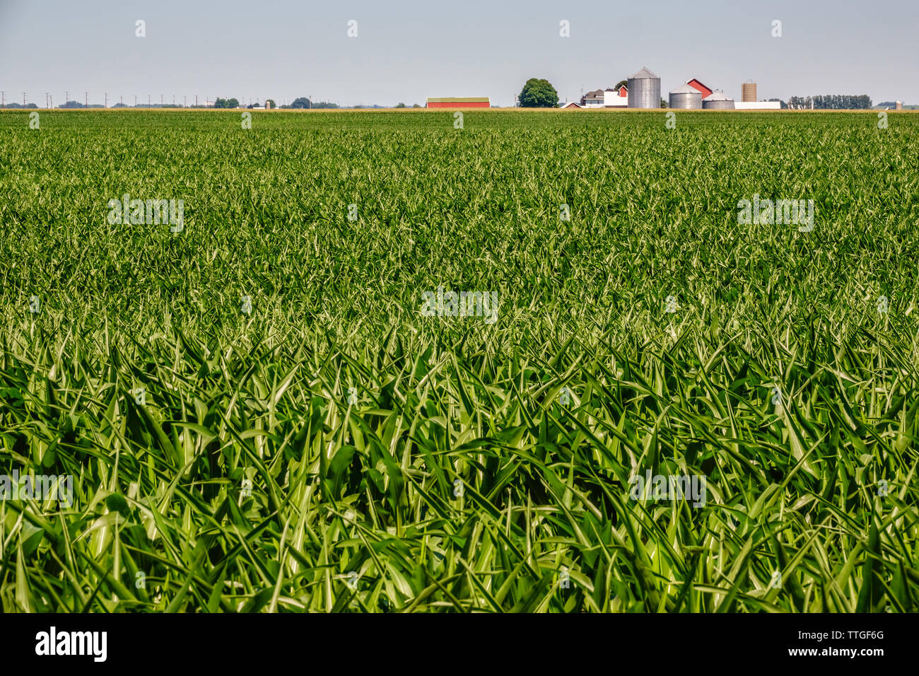 Sunny green field of corn (maize) and distant farm buildings in summer ...
