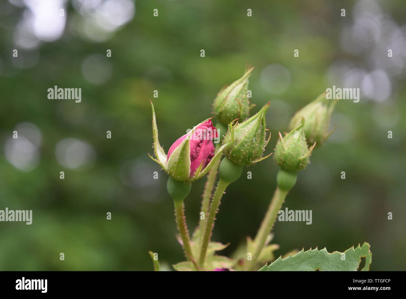 Beautiful garden with budding red roses Stock Photo - Alamy
