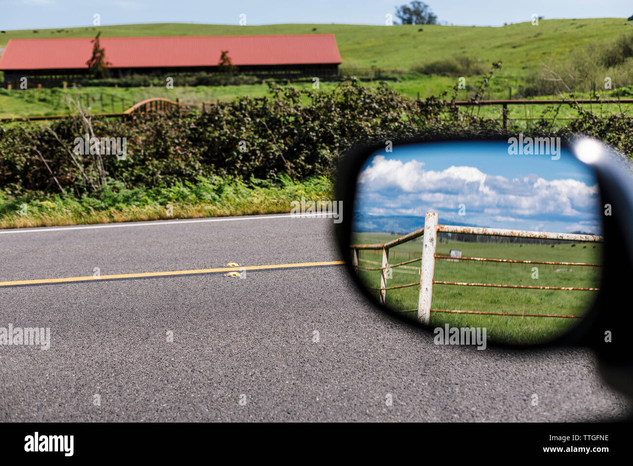 Eucalyptus trees in a line hi-res stock photography and images - Alamy
