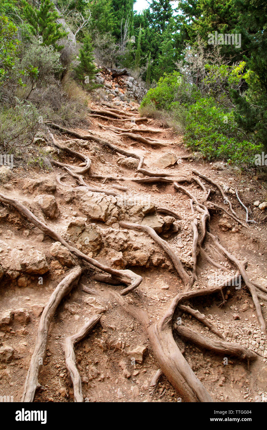 Roots of old tree in country and ground. Closeup of tree roots in dry ...