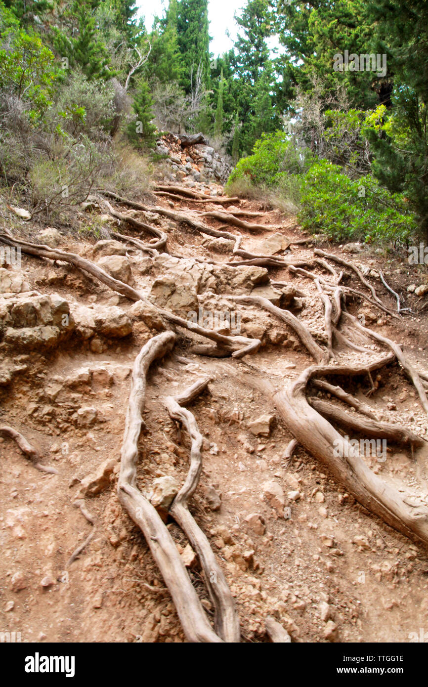 Roots of old tree in country and ground. Closeup of tree roots in dry ...