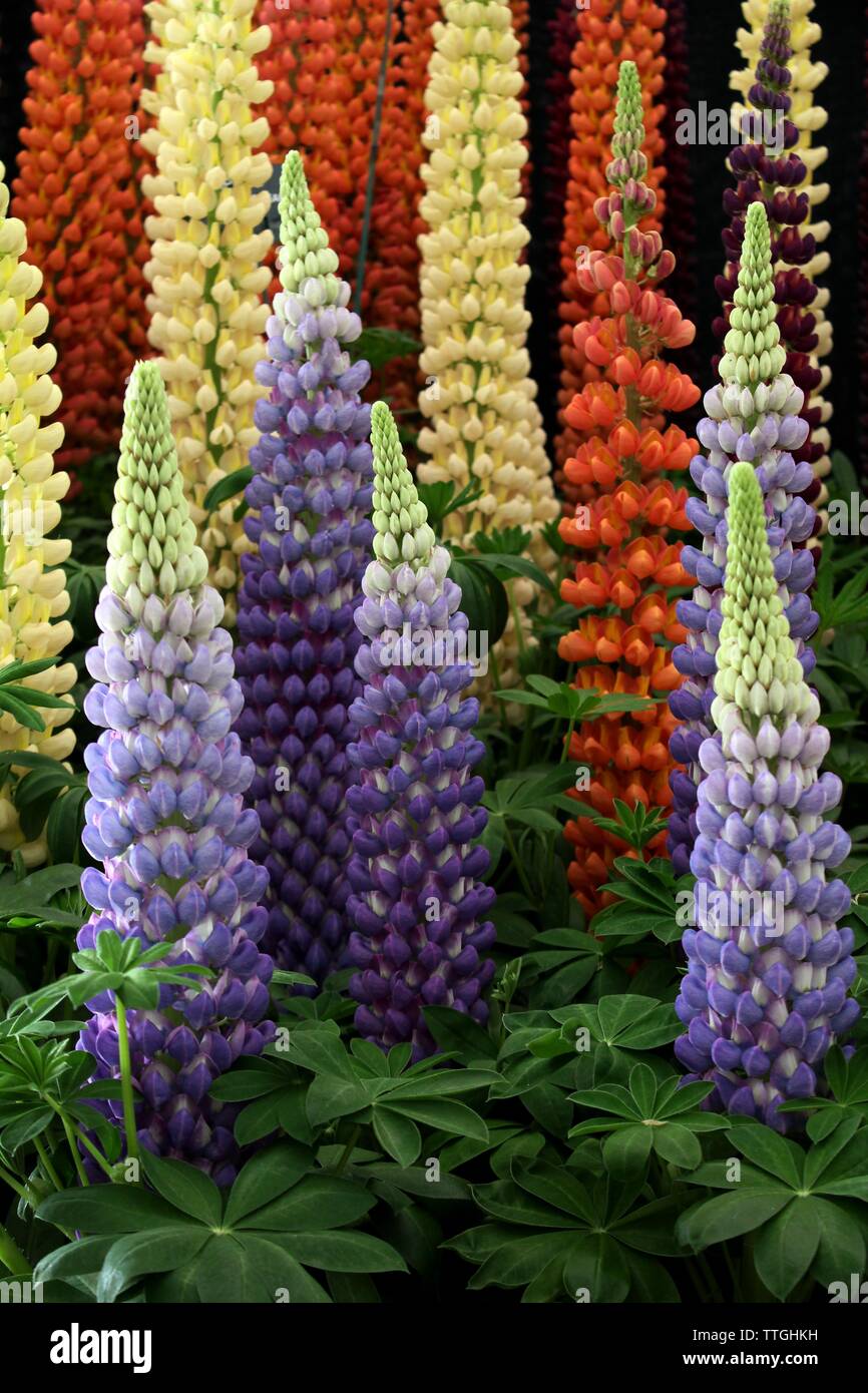 Lupin gallery hi-res stock photography and images - Alamy