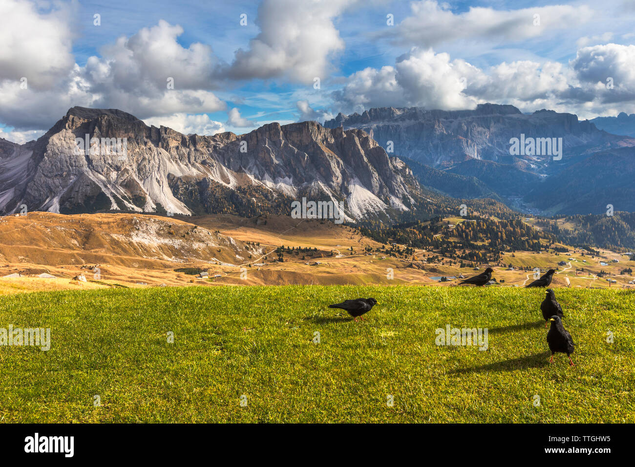 Yellow beack ravens in Alps Stock Photo - Alamy