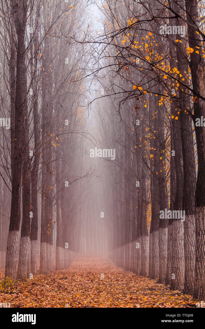 Poplar forest hi-res stock photography and images - Alamy