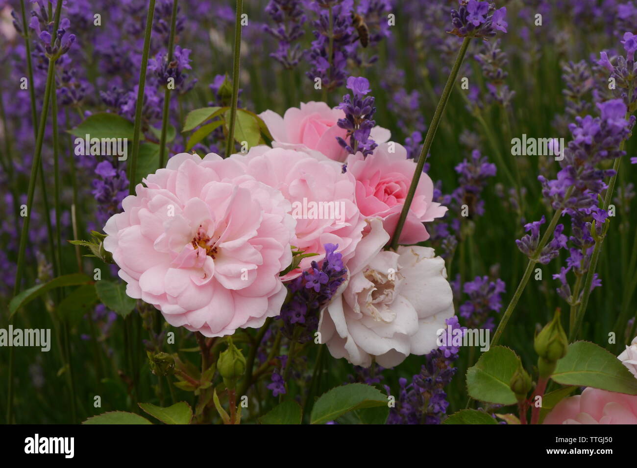 Rose garden lavender pink roses hi-res stock photography and images - Alamy