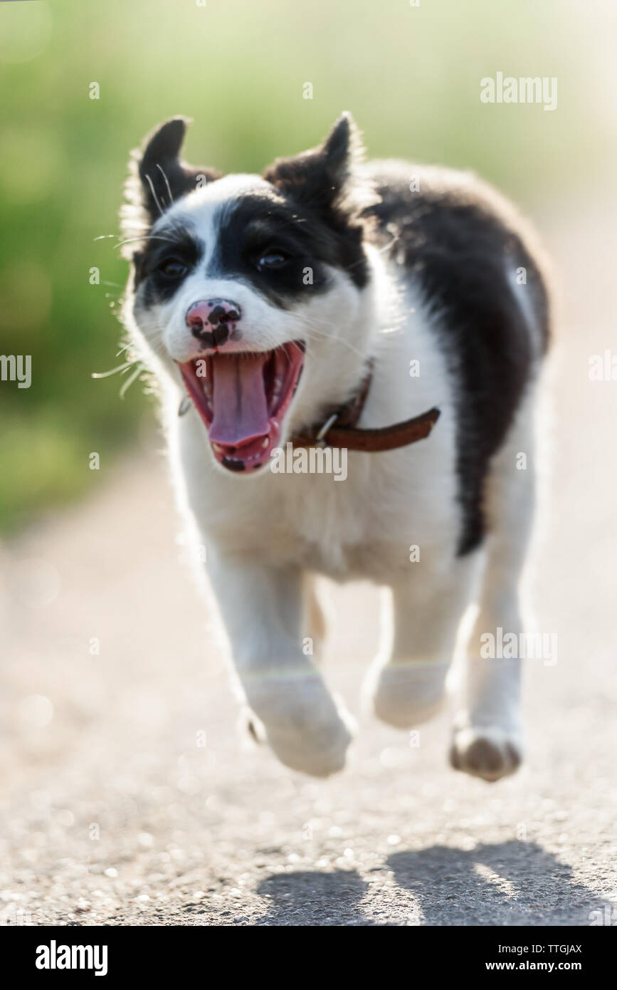 Little funny running puppy Stock Photo - Alamy